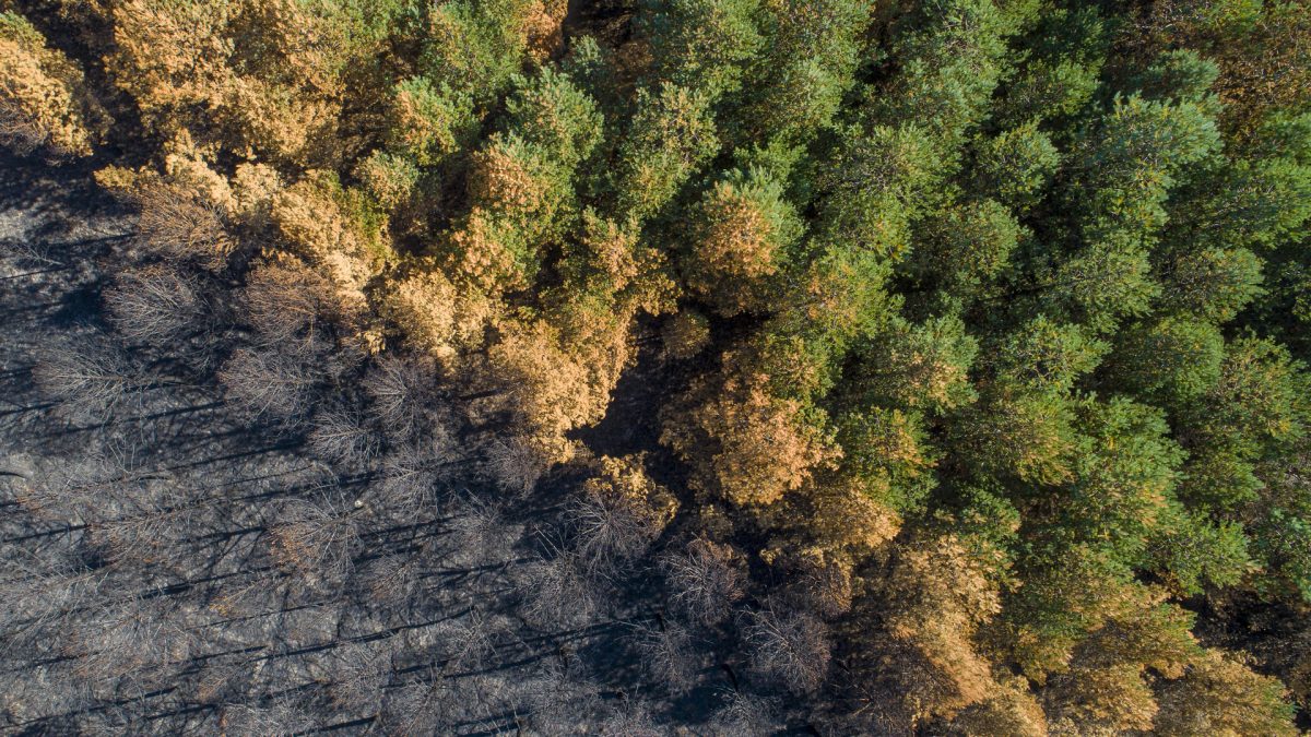 Deforestación: los incendios son una de las 3 principales causas de la ...